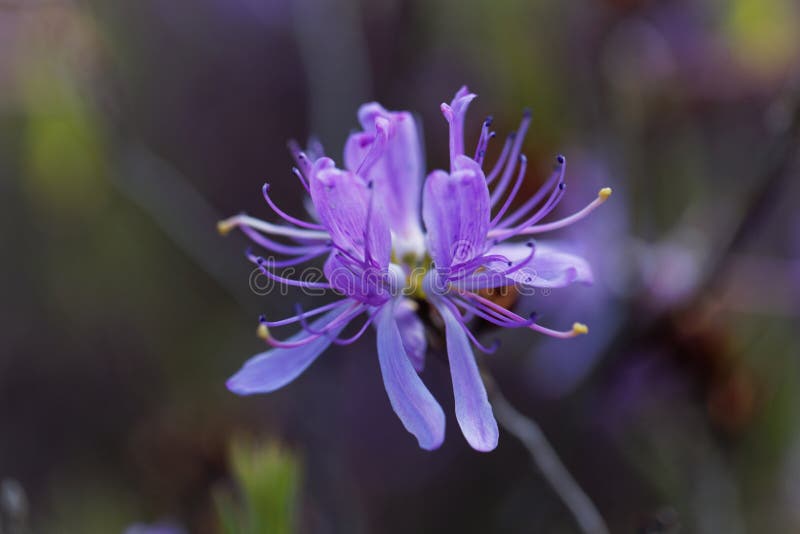 Flowers of a rhodora bush stock photo. Image of herbaceous - 94112988