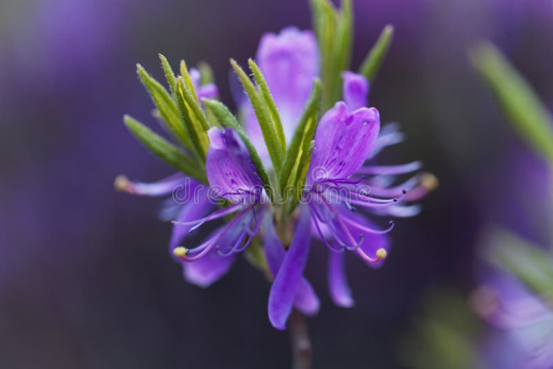 Flowers of a rhodora bush stock image. Image of flowering - 94113095