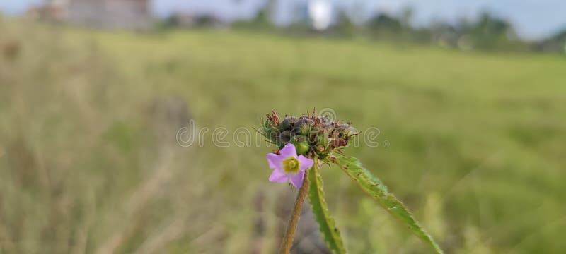 Flowers on a Rice Field Background Stock Photo - Image of leaf ...