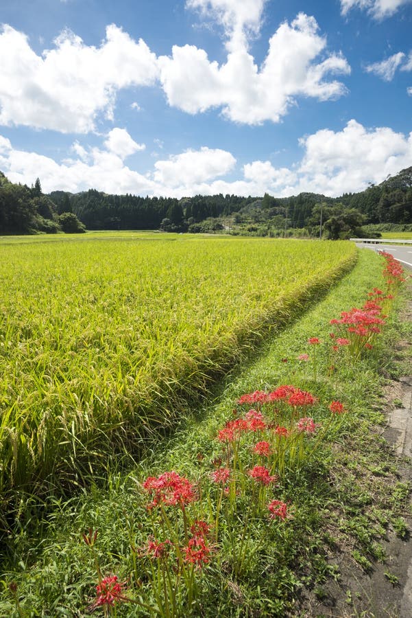 Flowers side of rice field stock photo. Image of agriculture - 76319598