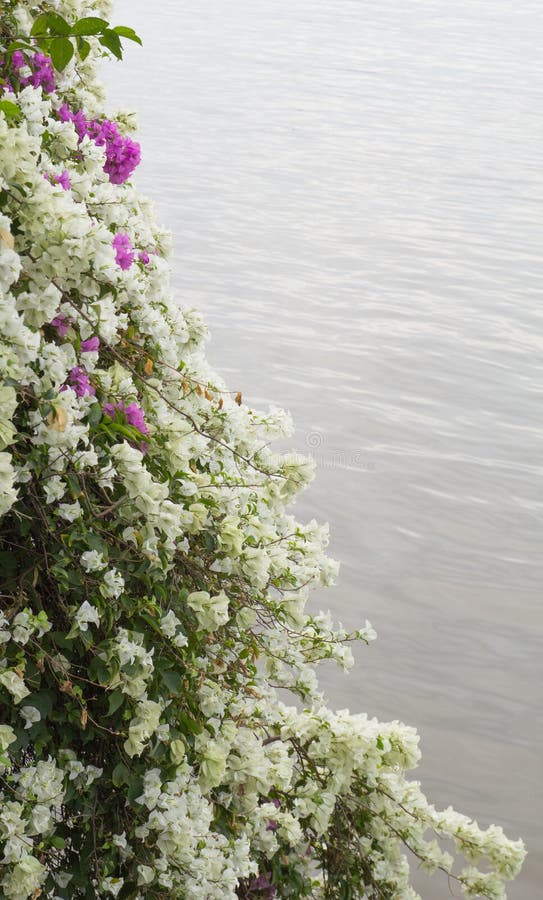 Flowers rim water stock photo. Image of river, blossom - 82263600