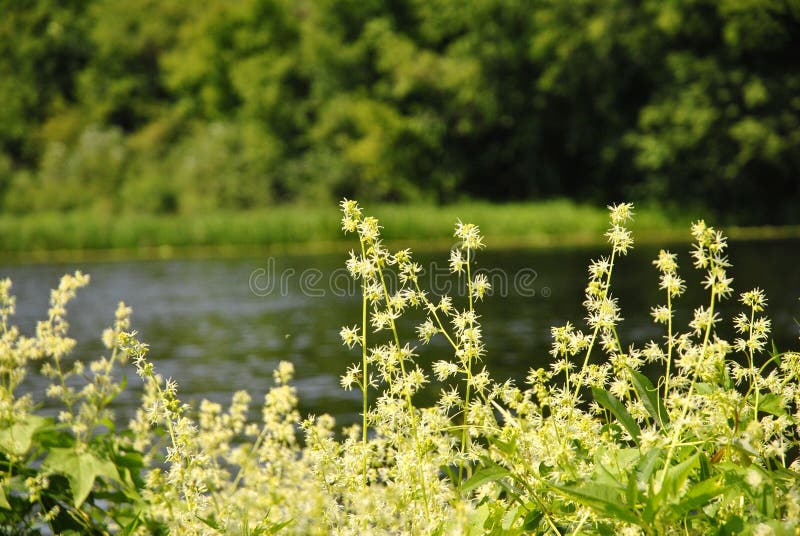 Flowers on the river Bank stock image. Image of tourism - 58936293