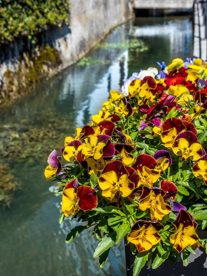 Flowers on a River Channel in Switzerland Stock Photo - Image of ...