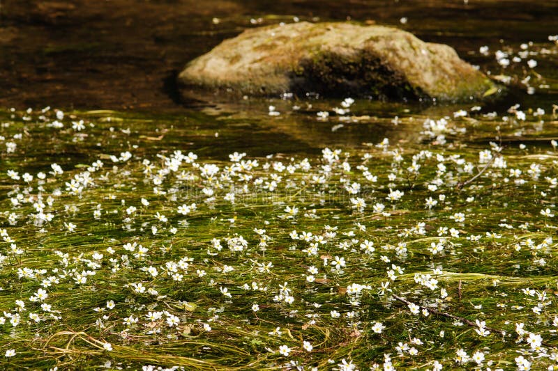 Flowers on the river stock image. Image of summer, plant - 113095479