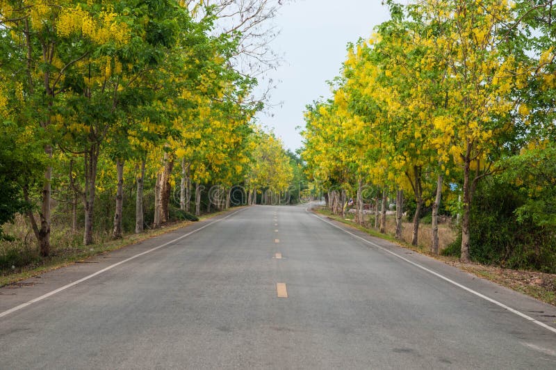 Flowers by road stock photo. Image of freshness, green - 39897794