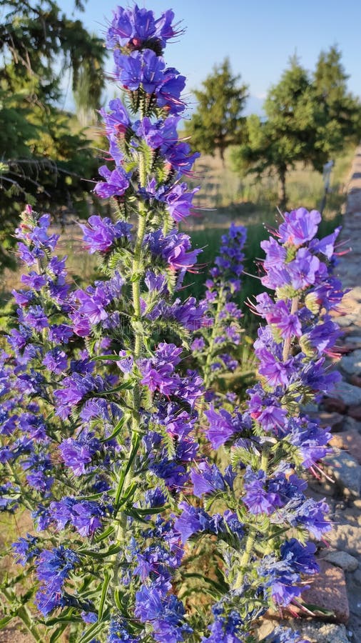 Flowers Road and Tree in Valley Sky Cloud Stock Image - Image of ...