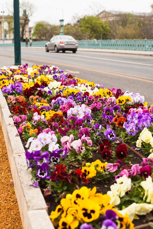 Flowers by the road stock image. Image of focus, natural - 58387485