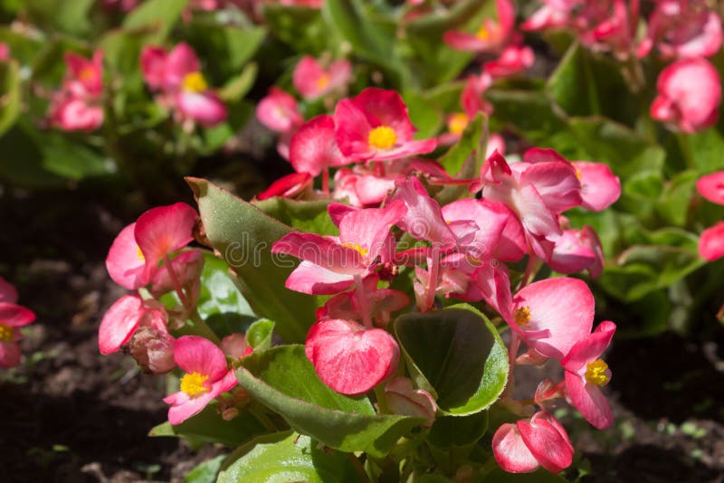 Flowers on the roads edge stock photo. Image of street - 95579450