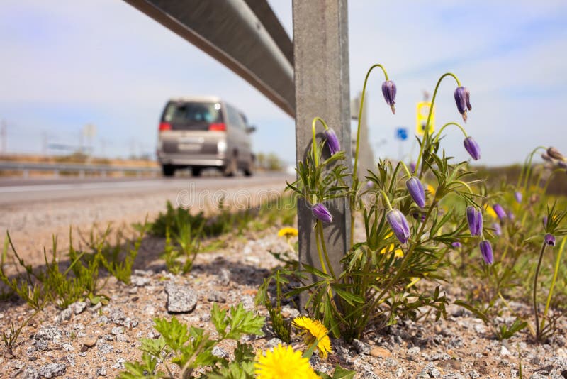 Flowers at roadside stock image. Image of pulsatilla - 95080177
