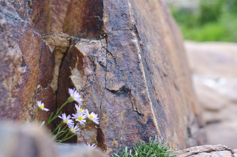 Flowers in a rock stock image. Image of rock, park, hike - 95282601