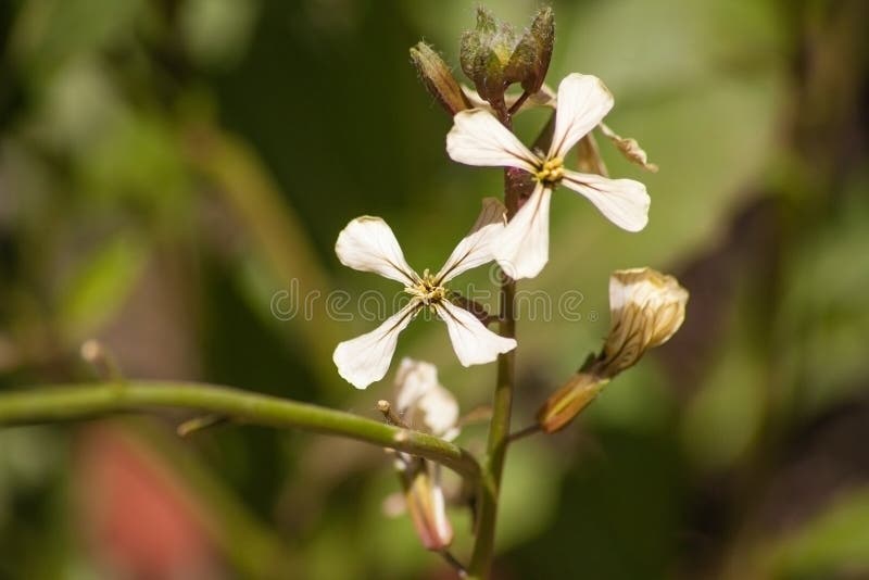 Flowers of the Rocket Plant 13437 Stock Image - Image of beauty, edible ...