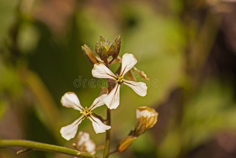 Flowers of the Rocket Plant 13438 Stock Image - Image of horticulture ...