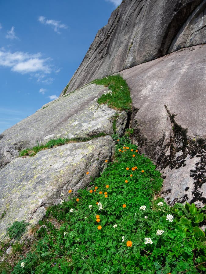 Flowers on the Rocks. Little Mountain Flowers Stuck between Beautiful ...