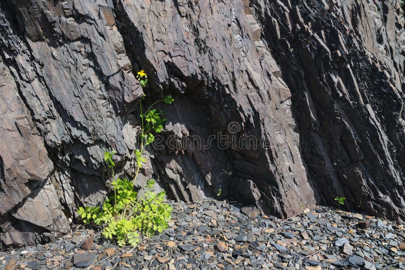 Flowers on the rocks. stock image. Image of geology, bedrock - 54864461