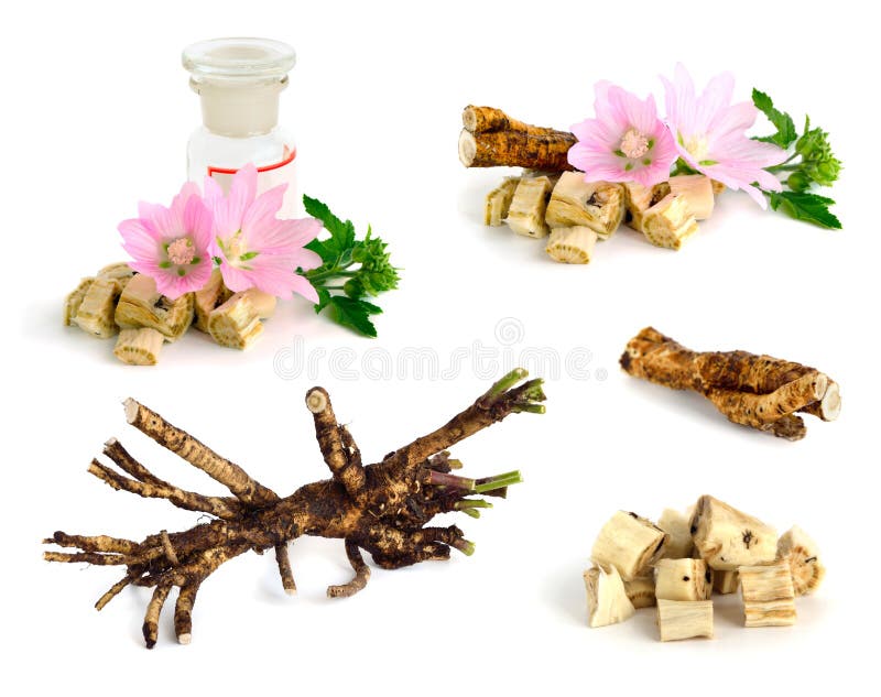 Marsh Mallow (Althaea Officinalis) Stock Image - Image of bronchitis ...