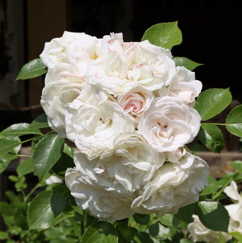 361 Rosa Alba Stock Photos - Free & Royalty-Free Stock Photos from ...