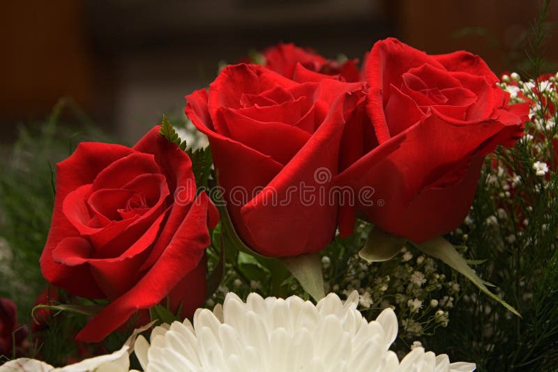 Flowers rose stock image. Image of bouquet, holiday, leaf - 600429