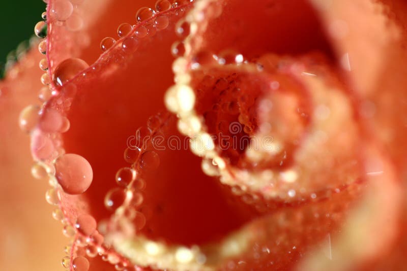 Flowers rose stock image. Image of hope, bouquet, close - 865723