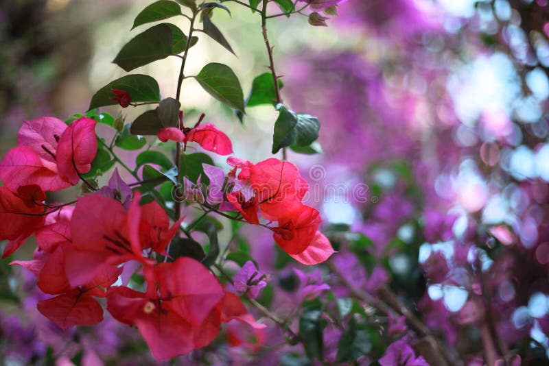 Flowers stock photo. Image of flowers, spiky, purple - 95252948