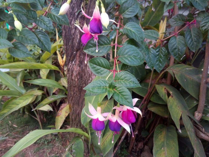 Flowers at Rose Garden Kerala Editorial Stock Photo - Image of garden ...