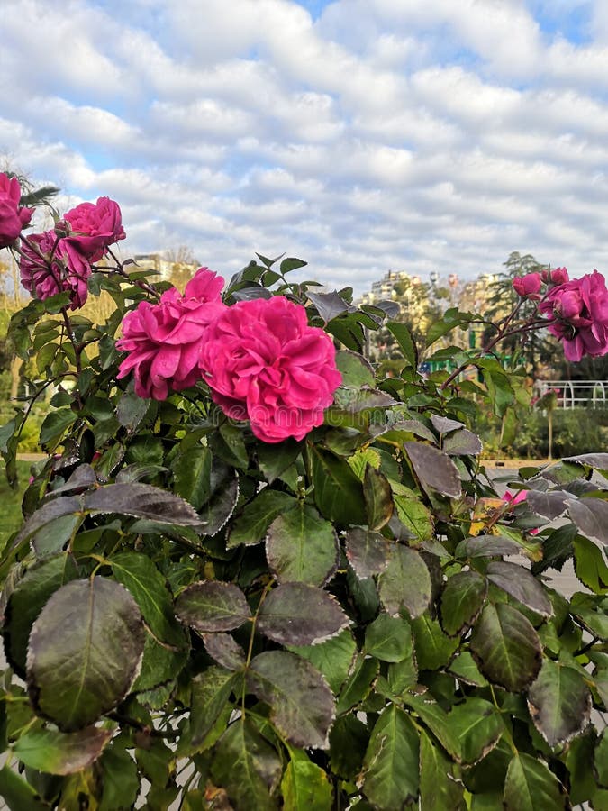 Flowers in the Rose Garden in the Park in Winter Stock Image - Image of ...