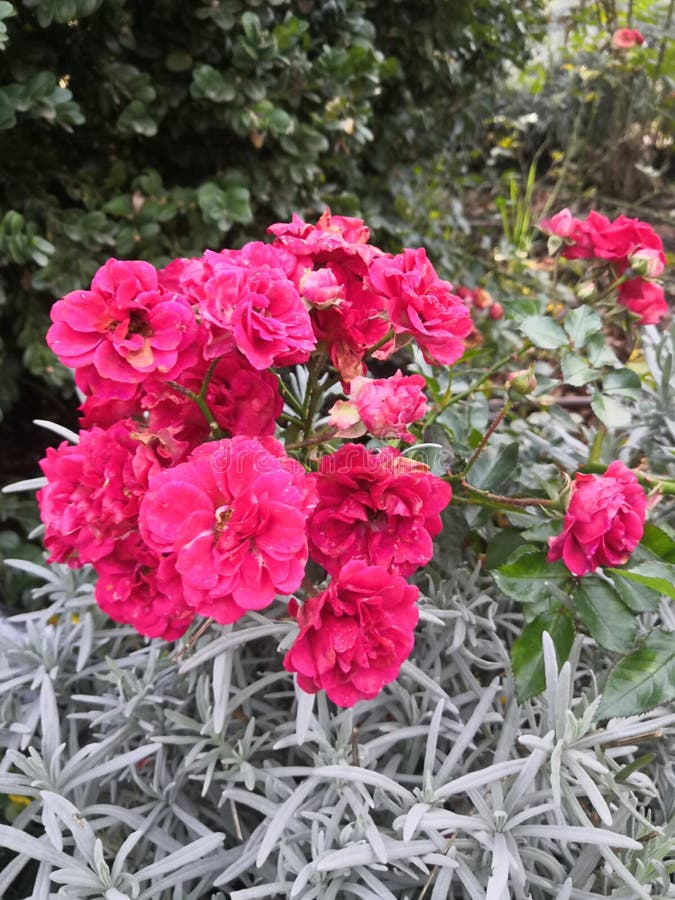 Flowers in the Rose Garden in the Park in Winter Stock Image - Image of ...
