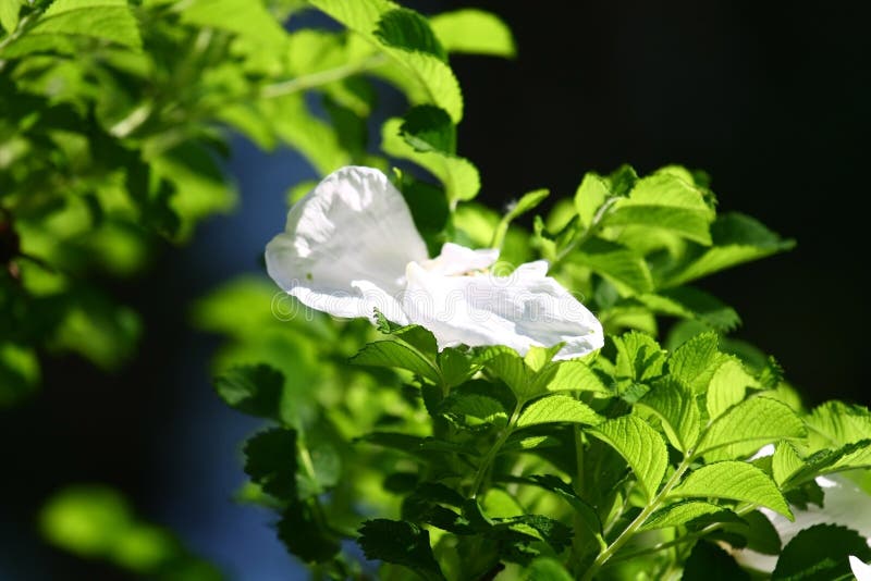 Flowers rose hips stock image. Image of flowers, botany - 225321887