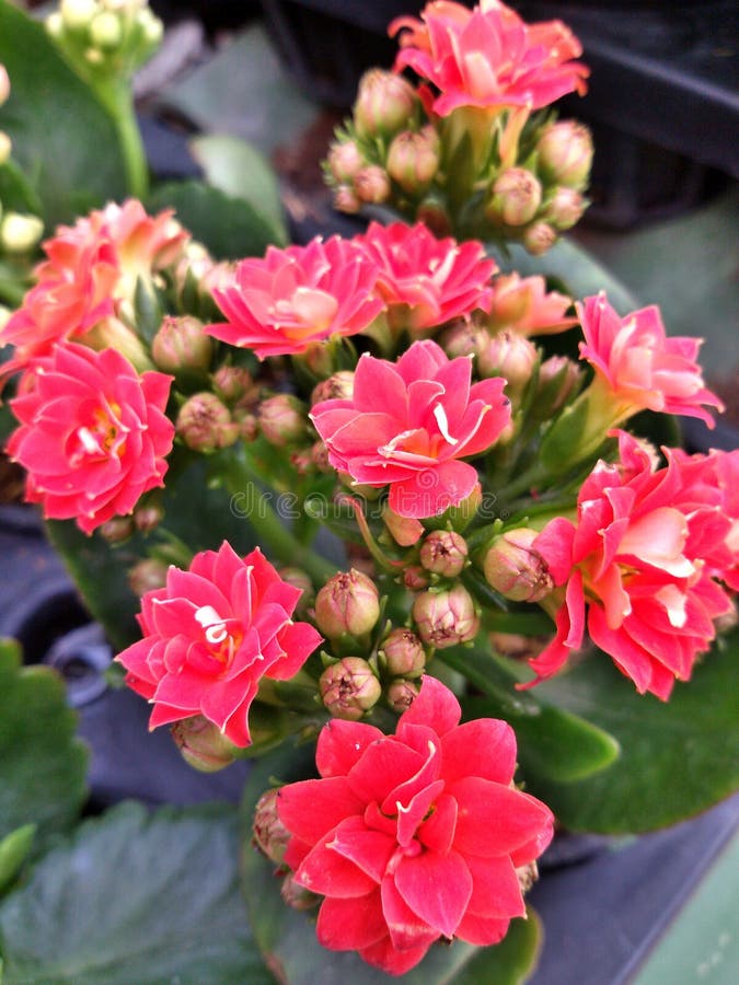 Flowers rose stone stock photo. Image of flowers, closeup - 52268678