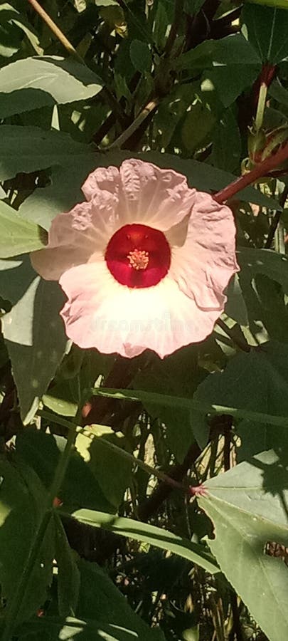 Flowers by Rosella and Beautiful Colours and the Garden Stock Photo ...