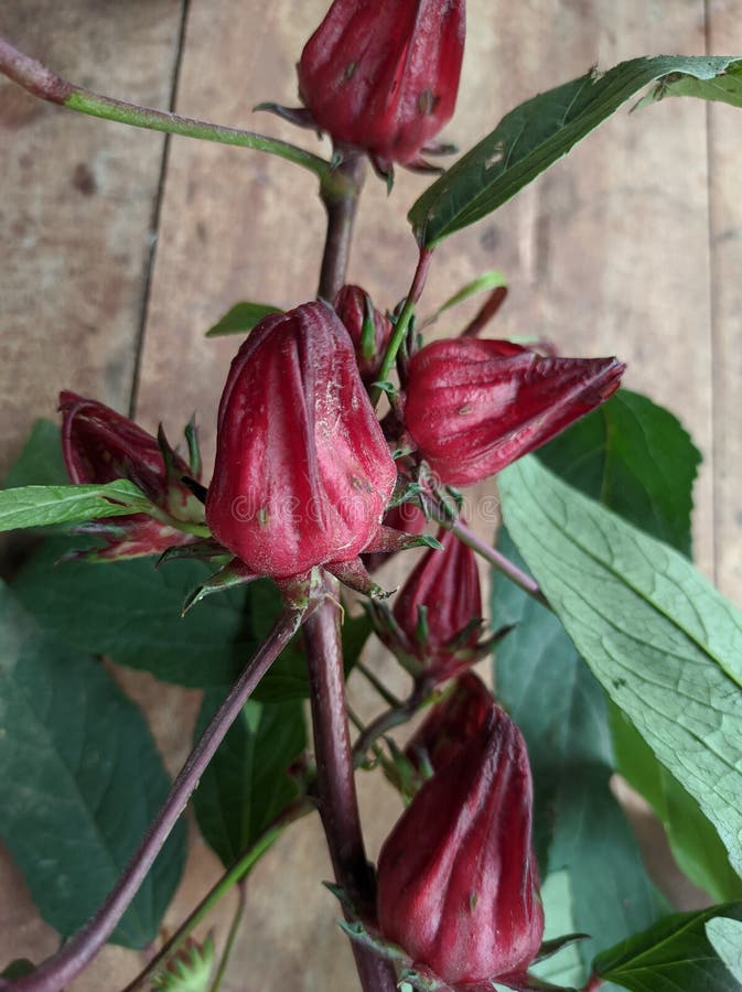 Flowers Rosella on the Table Front of the House Stock Photo - Image of ...