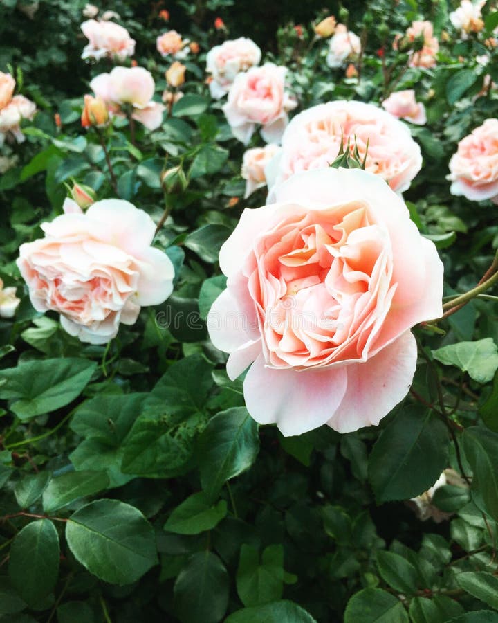 Flowers stock image. Image of kremlin, moscow, alexander - 95838337