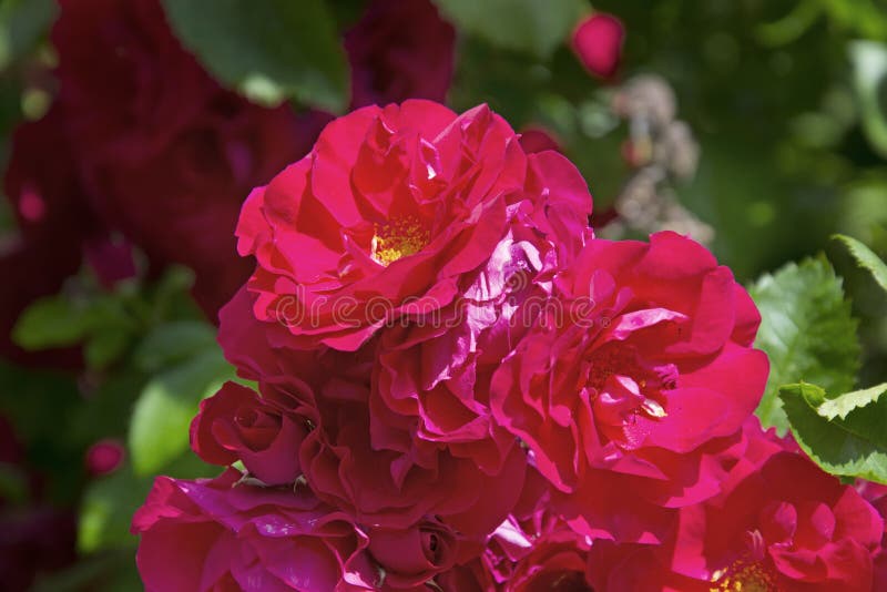 Flowers roses on a Bush stock image. Image of isolated - 188289013