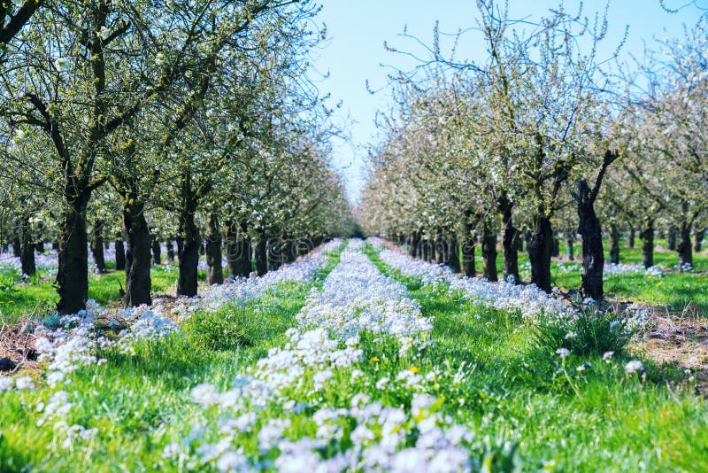 Flowers between a Row of Apple Trees Stock Image - Image of branch ...