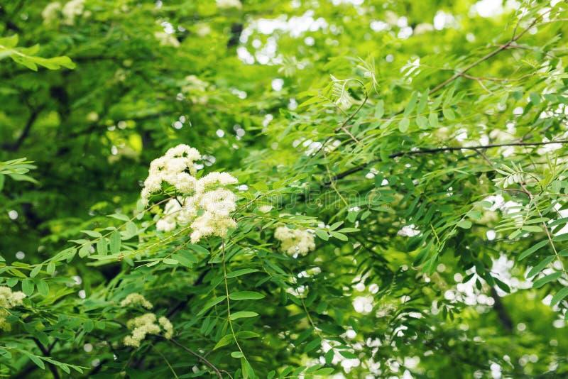 Flowers Rowan in Spring Time. White Flowers of the Tree Close-up Stock ...