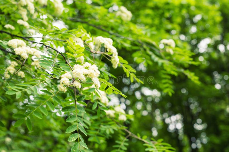 Flowers Rowan in Spring Time. White Flowers of the Tree Close-up Stock ...