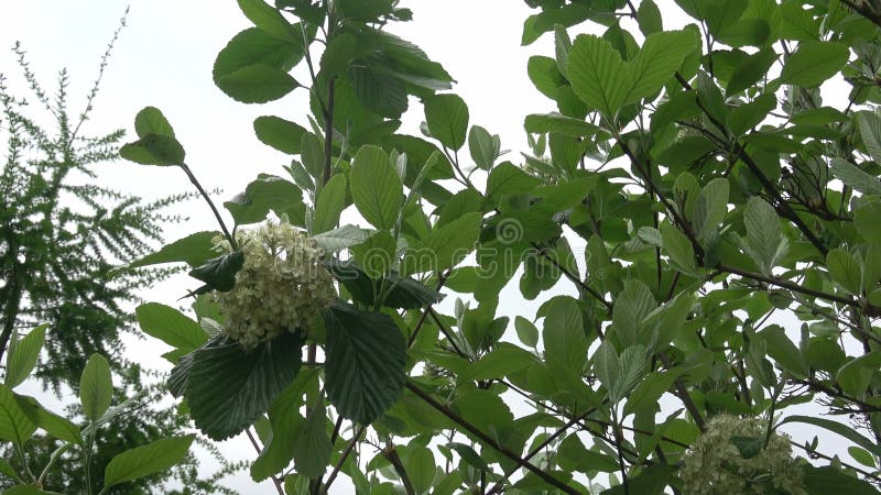 Flowers Rowan in Spring Time. White Flowers of the Tree Sorbus ...