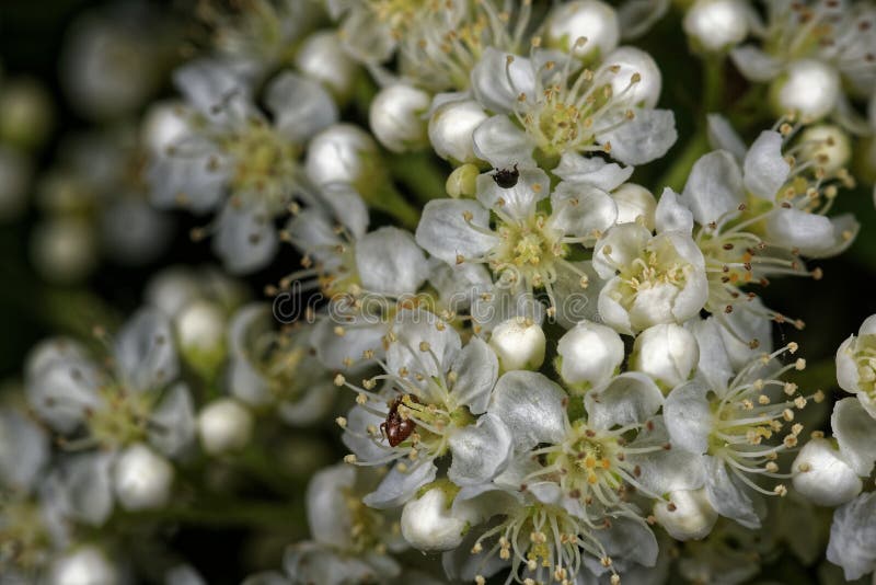 Flowers of a rowan tree stock image. Image of macro - 149017091