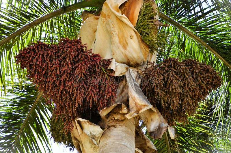 The Flowers of Roystonea Regia Stock Image - Image of outdoor, view ...