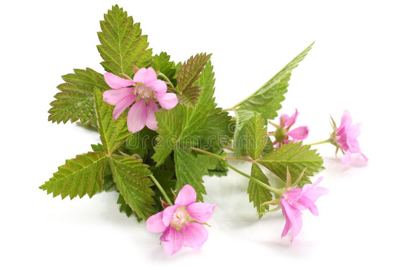 Flowers of a Rubus Arcticus with Leaves Stock Image - Image of garden ...