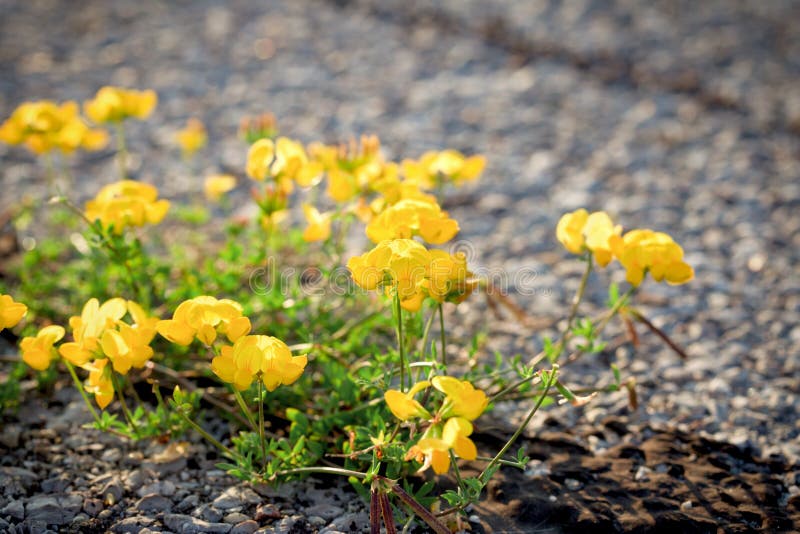 Flowers on Runway - Life on Asphalt Stock Photo - Image of life ...