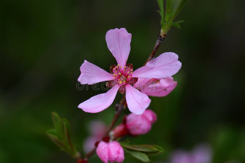 Flowers of the Russian Almond Tree Stock Photo - Image of plant, rare ...