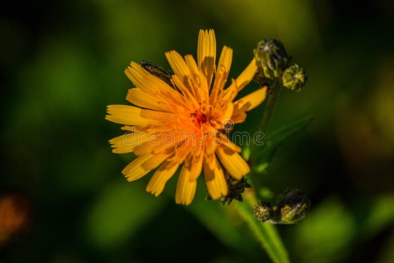 Flowers Russian stock photo. Image of beauty, spring - 165085938