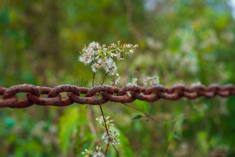Flowers on a rusty chain stock image. Image of rusty - 131709823