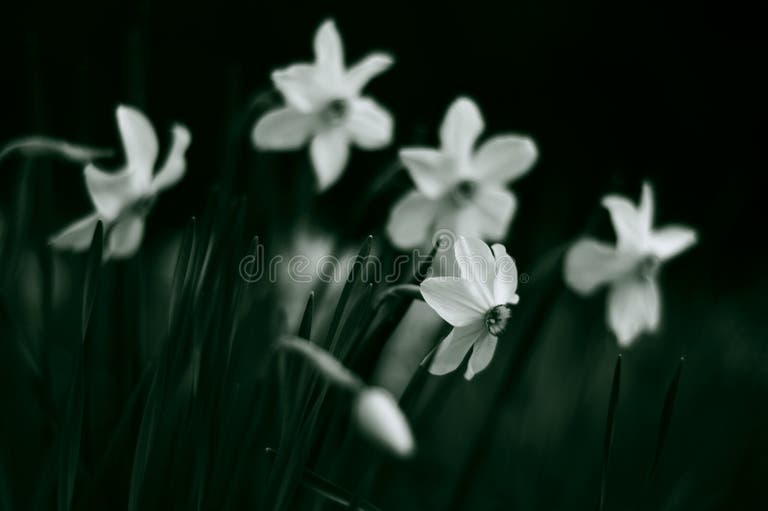 Flowers of sadness stock photo. Image of special, flowers - 2509592