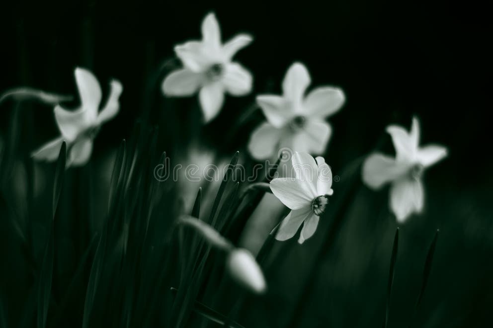 Flowers of sadness stock photo. Image of special, flowers - 2509592