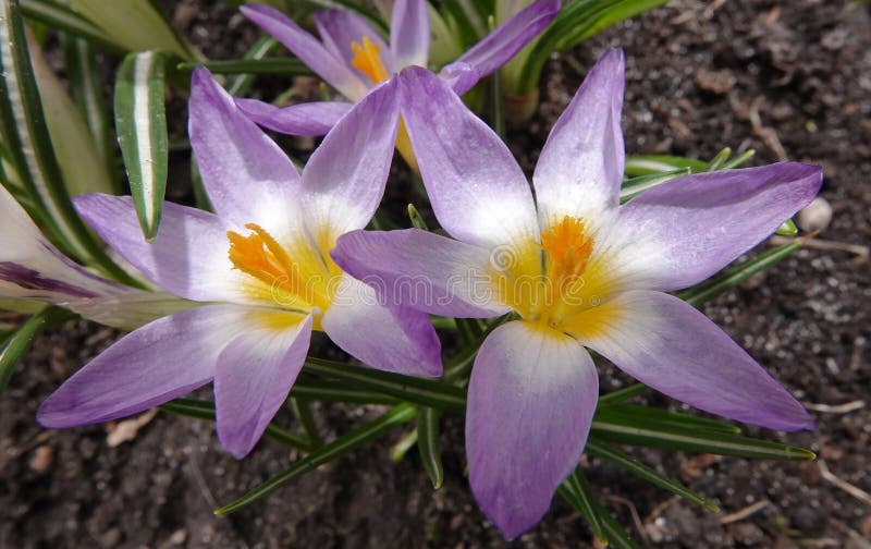 Flowers Saffron sowing stock photo. Image of high, spring - 261595908