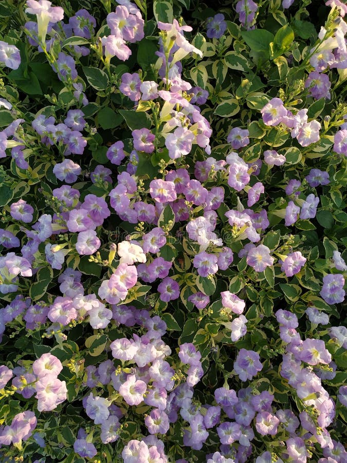 Flowers in Sahwa Park Muscat Oman Stock Image - Image of park, oman ...