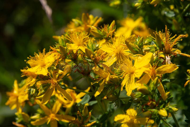Flowers of Saint Johns Wort, Hypericum Perforatum Stock Photo - Image ...