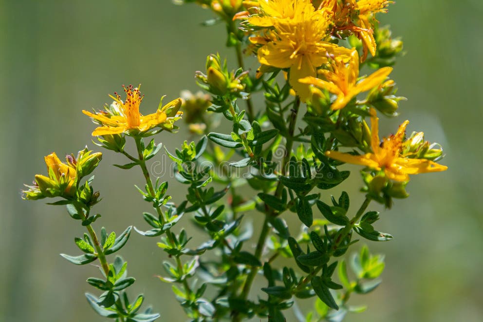 Flowers of Saint Johns Wort, Hypericum Perforatum Stock Photo - Image ...
