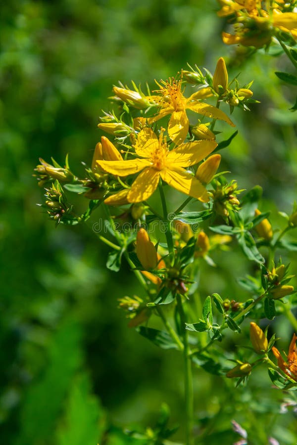 Flowers of Saint Johns Wort, Hypericum Perforatum Stock Photo - Image ...